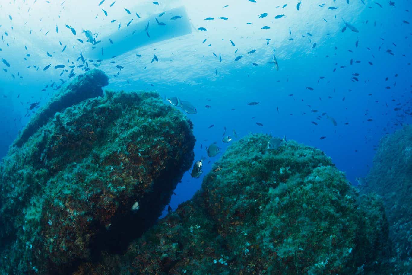 Sotto la superficie: la tua guida alle Immersioni Subacquee | Freedome