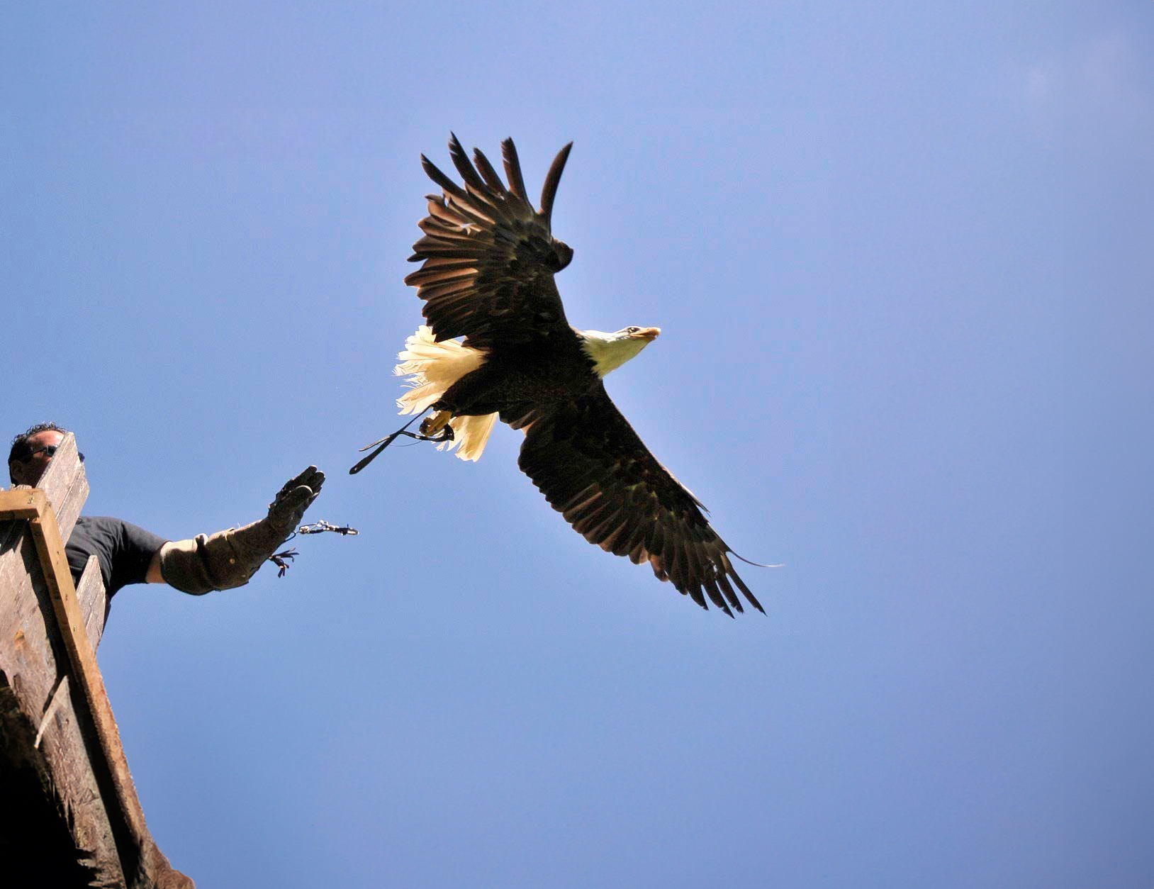 Falconeria Gessate | A partire da €60 | Freedome