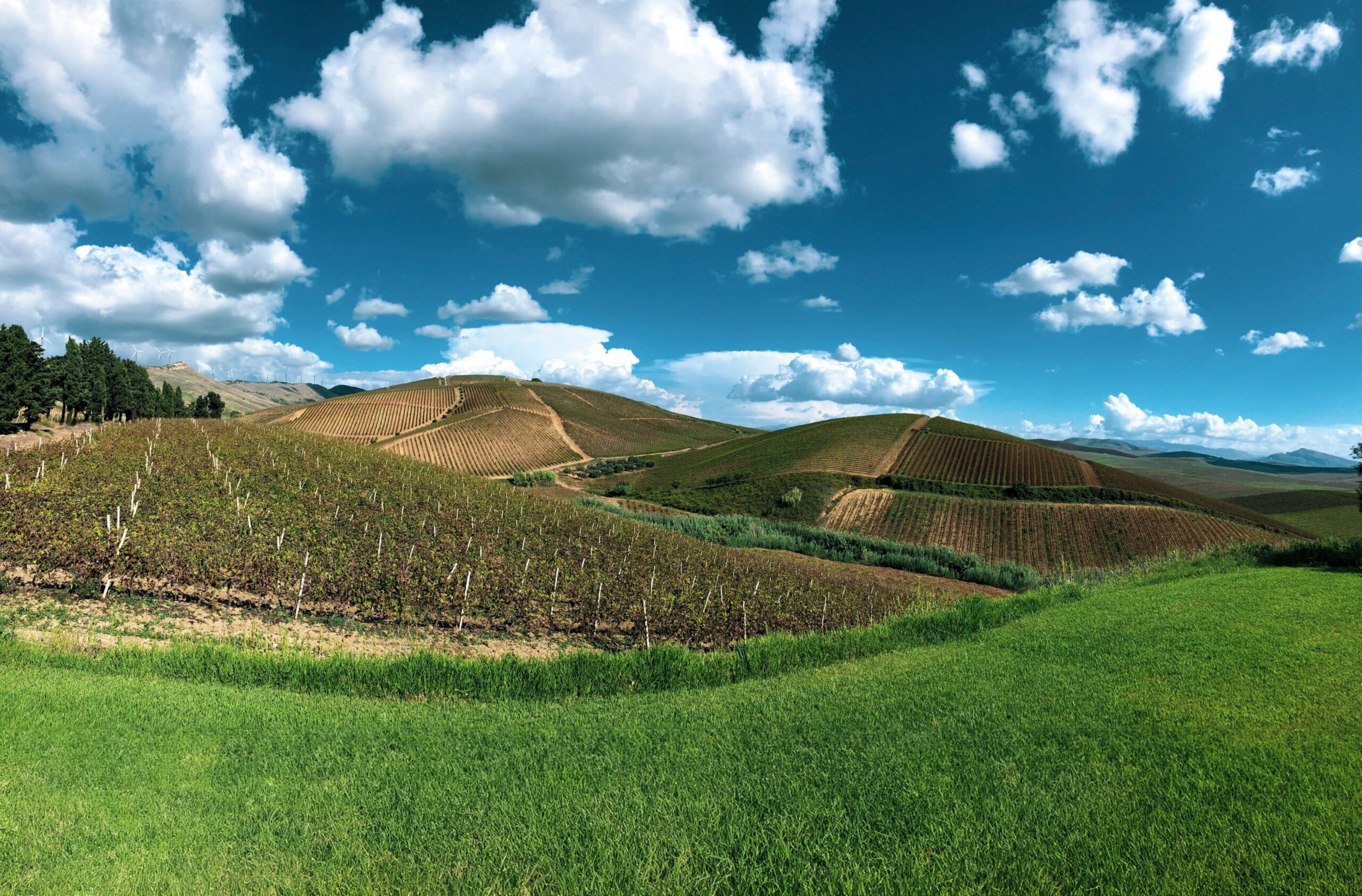 Wine tasting Camporeale | Starting from €35 | Freedome
