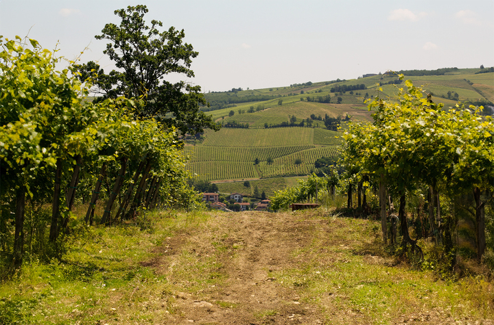 Wine tasting Pavia | Starting from €19 | Freedome
