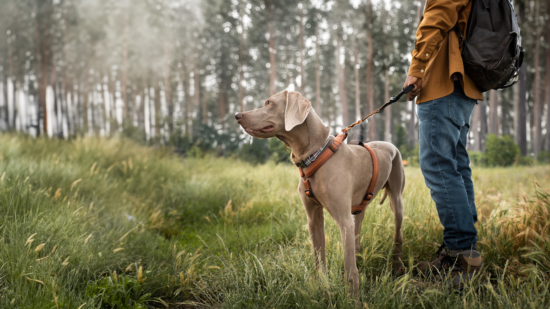 Dog trekking in Italy | Freedome