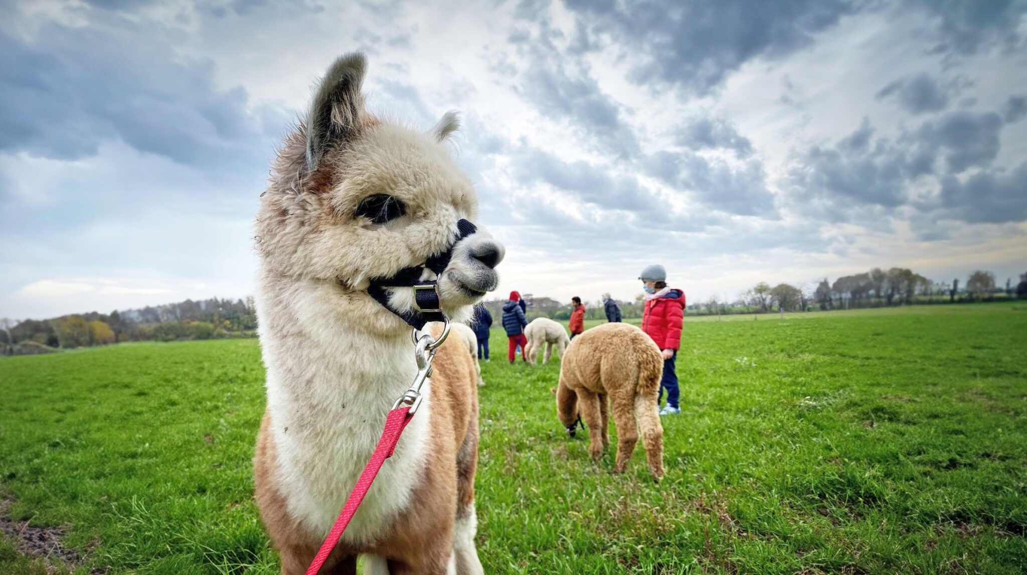 Alpaca: curiosità sull’animale, pronuncia e se sputano davvero | Freedome